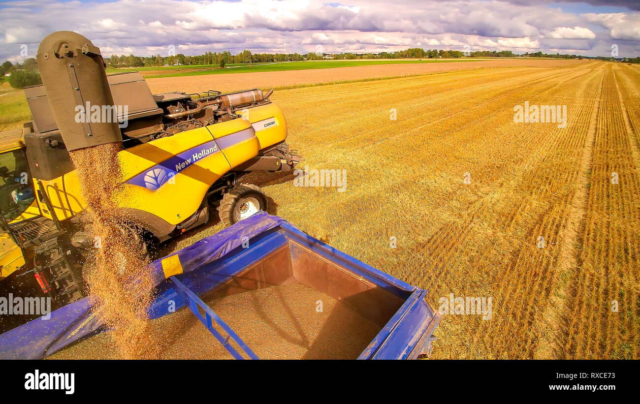 A yellow harvester and a truck fully loaded with grains. The grains ...