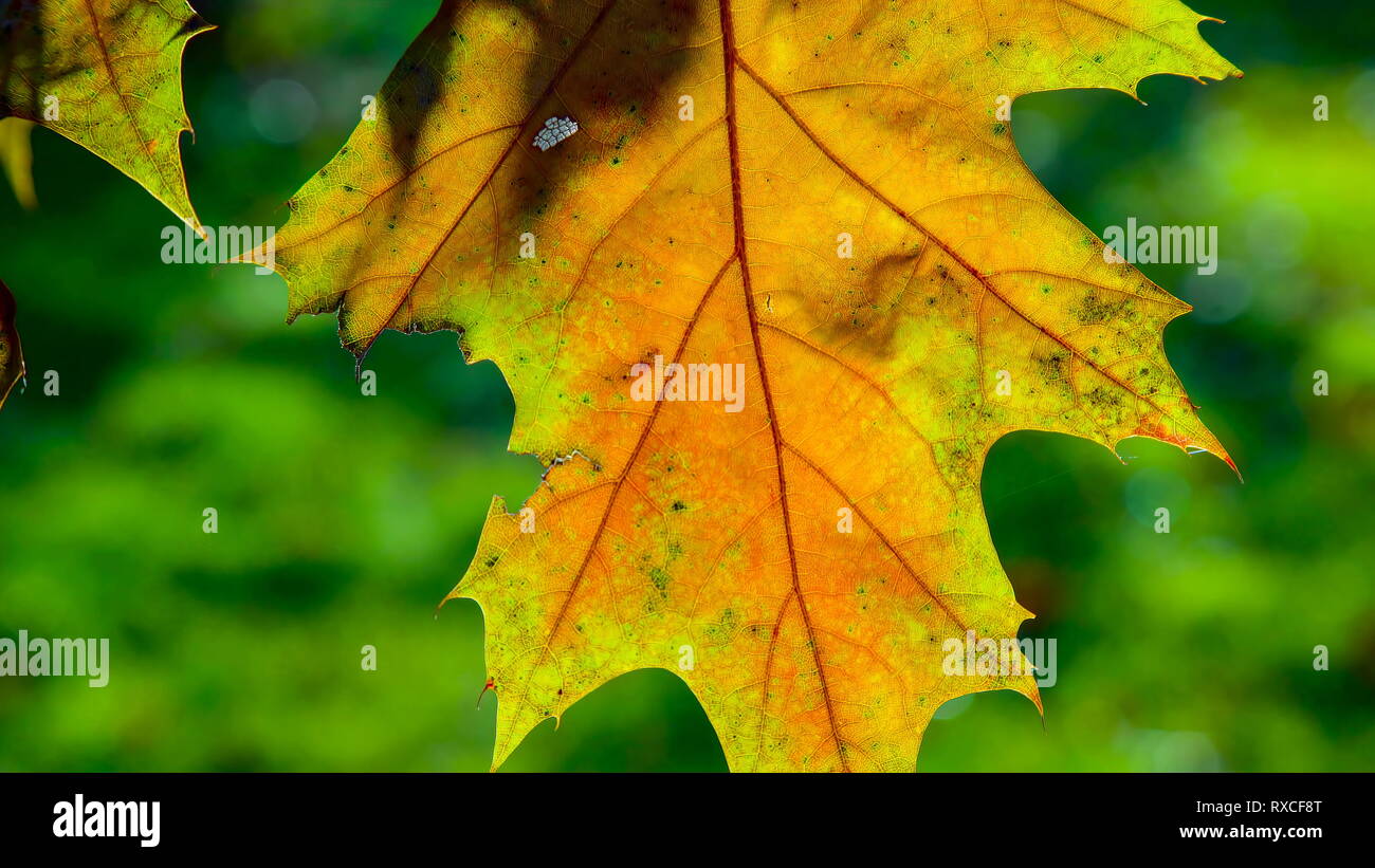 The Red Oak leaf on a tree. Quercus rubra commonly called northern red ...