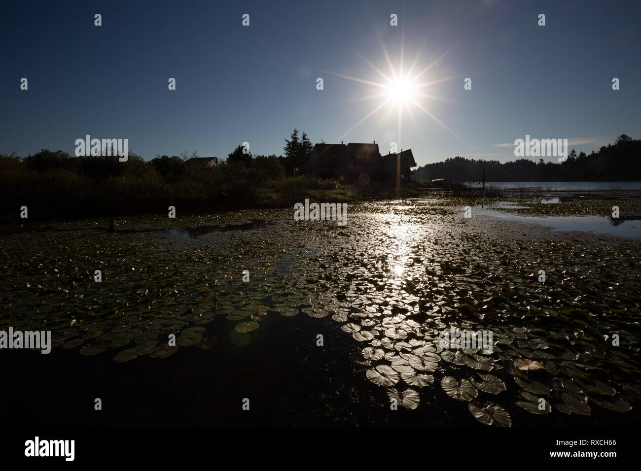 The morning sun and its reflection over water lilies at Lakeside ...