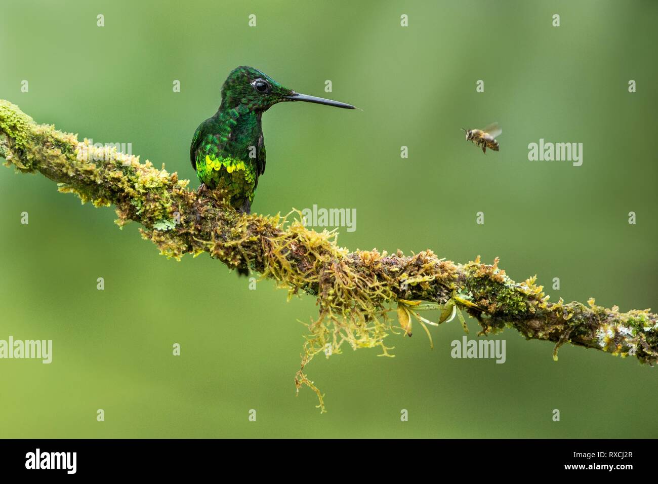 Bee hummingbird hi-res stock photography and images - Alamy