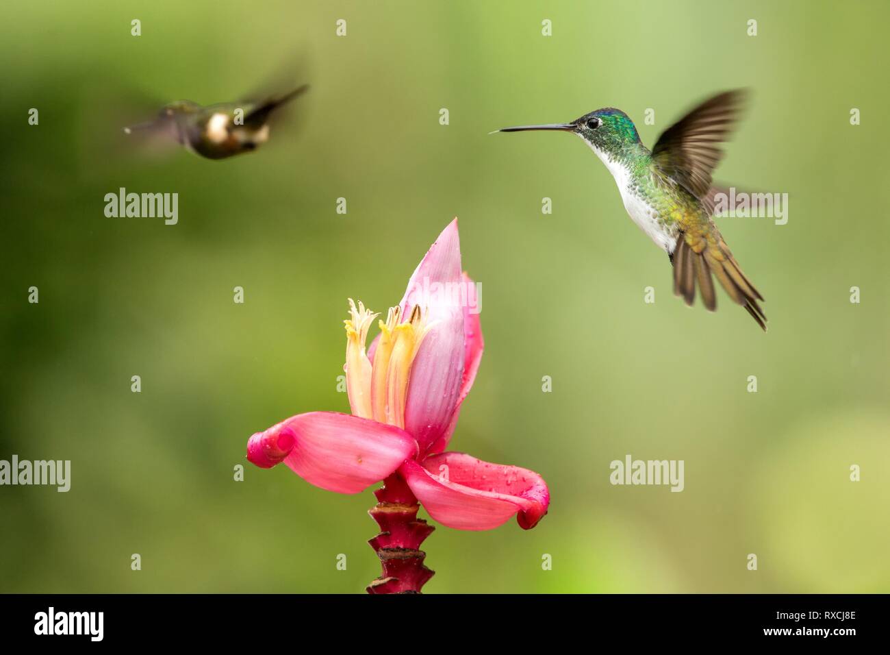 Two hummingbirds hovering next to pink flower,tropical forest, Colombia ...