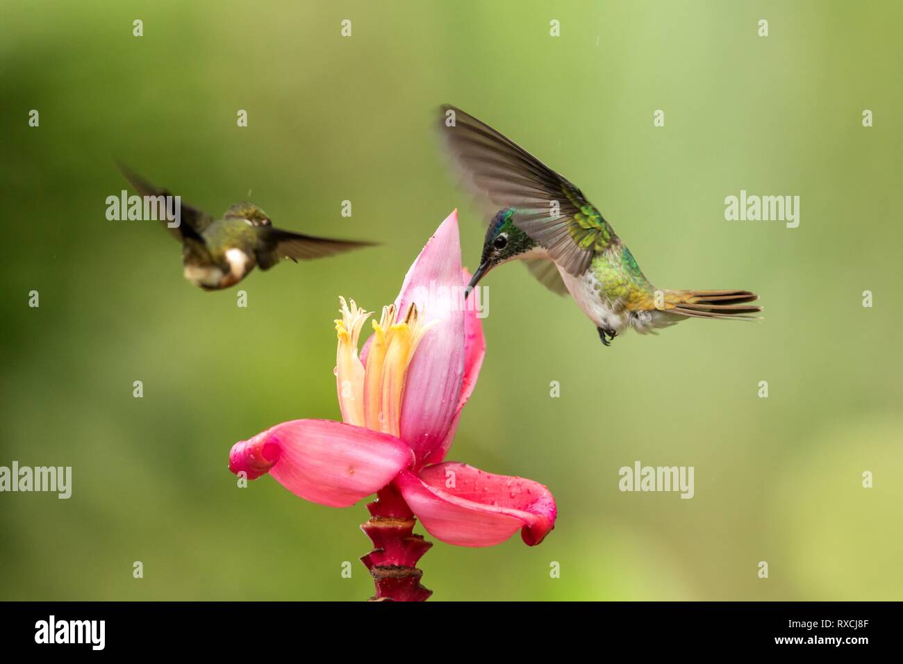 Bird sucking nectar hi-res stock photography and images - Alamy