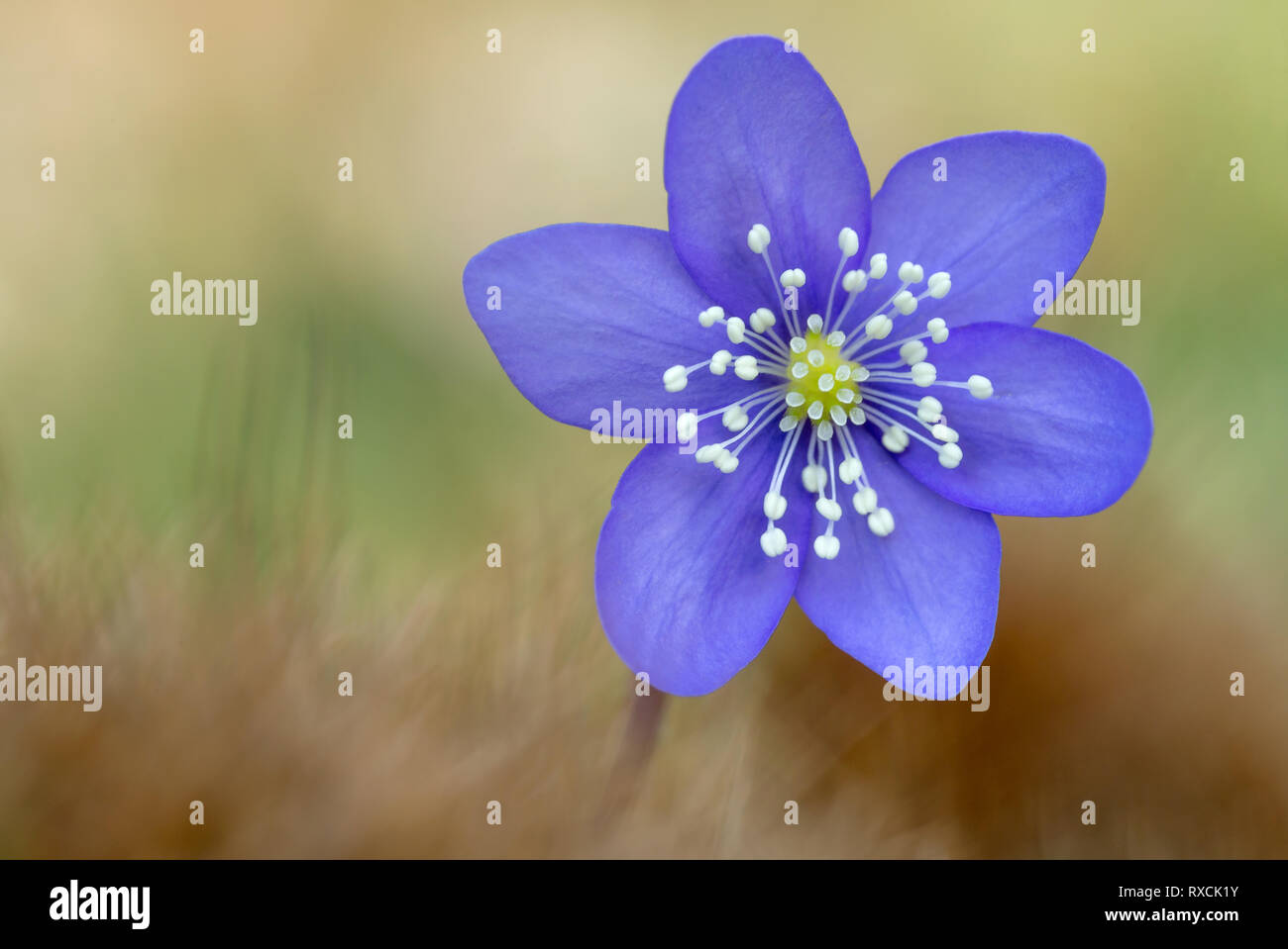 The wonderful Hepatica flower (Hepatica nobilis Stock Photo - Alamy