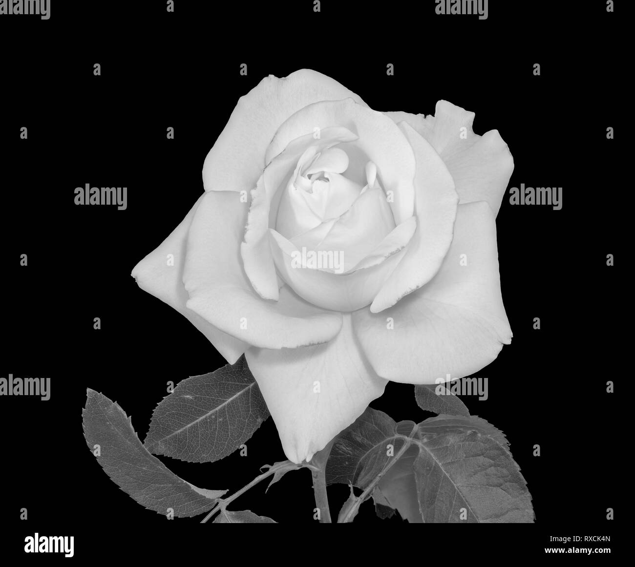 Real Black And White Rose With Stem