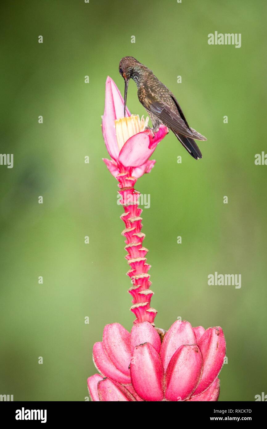 Hummingbird sitting on pink flower,tropical forest,Brazil,bird sucking ...