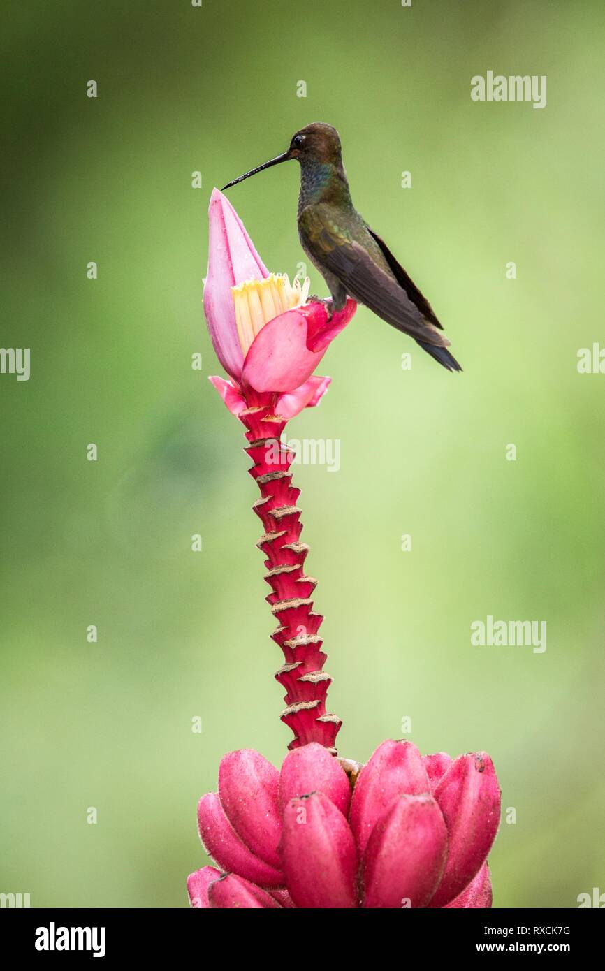 Hummingbird sitting on pink flower,tropical forest,Brazil,bird sucking ...