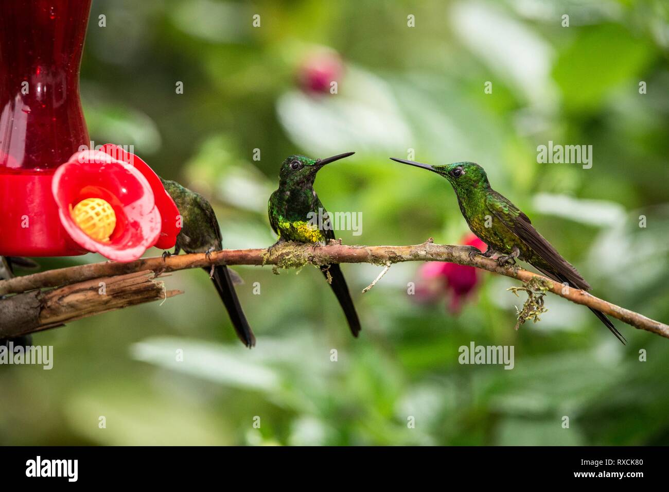 Three hummingbirds sitting on branch next to red feeder, hummingbird ...