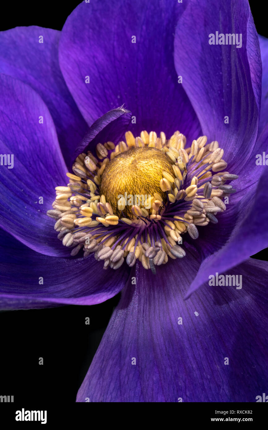 Fine art still life floral macro of the inner of a single isolated wide ...