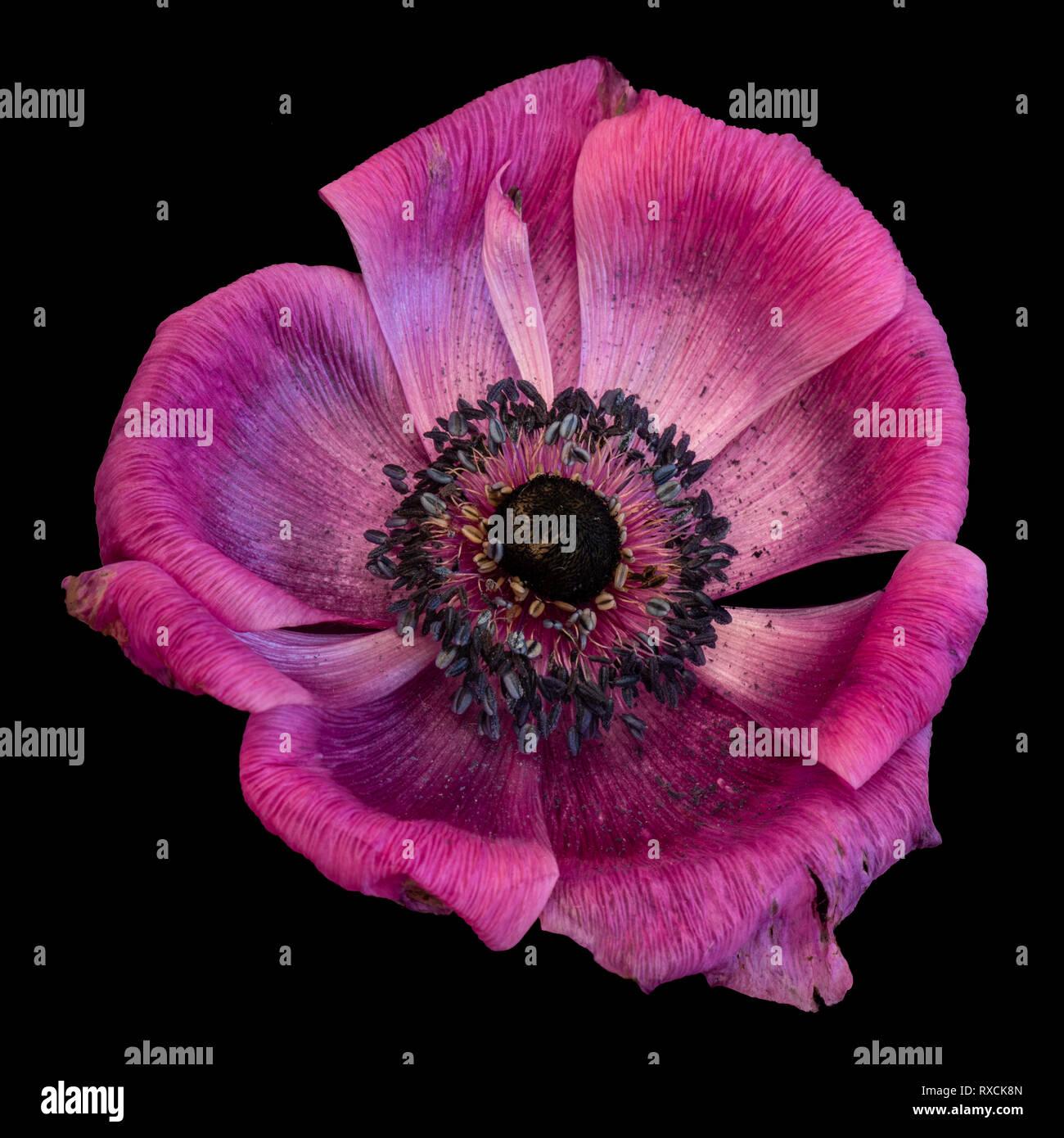 Fine art still life floral macro of a single isolated wide open red ...