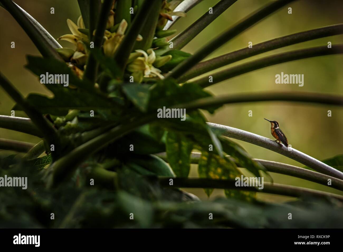 Hummingbird sitting on branch of tree, hummingbird from tropical ...