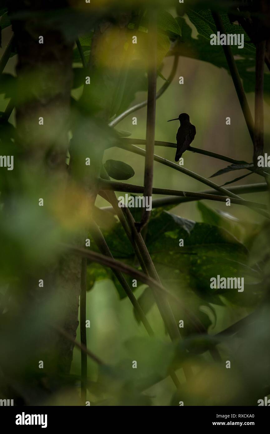 Hummingbird sitting on branch of tree, hummingbird from tropical ...