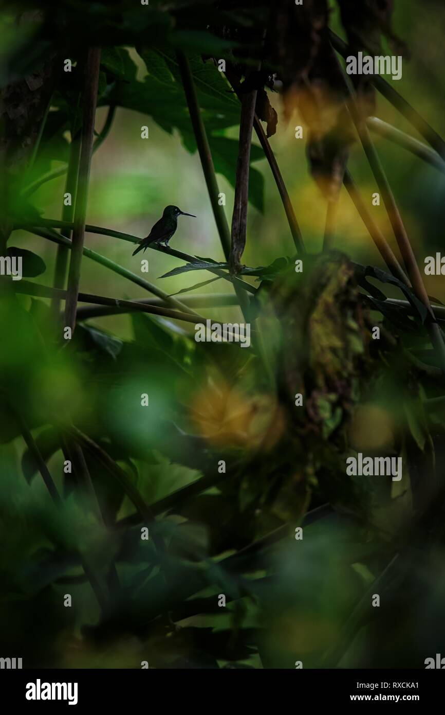Hummingbird sitting on branch of tree, hummingbird from tropical ...