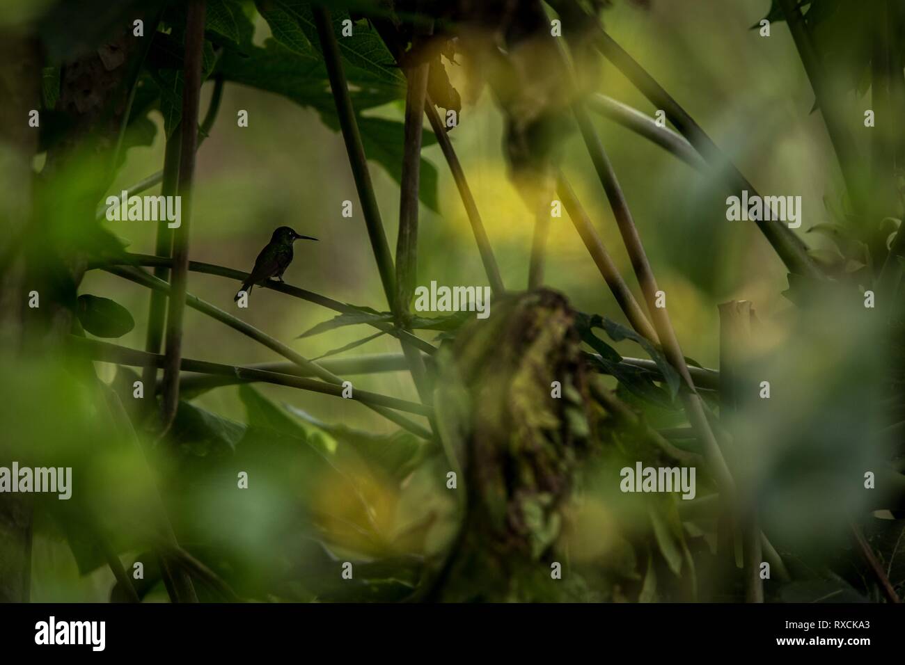 Hummingbird sitting on branch of tree, hummingbird from tropical ...
