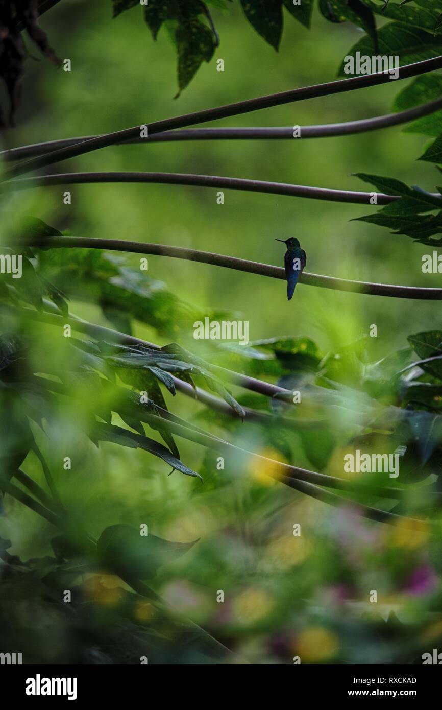 Hummingbird sitting on branch of tree, hummingbird from tropical ...