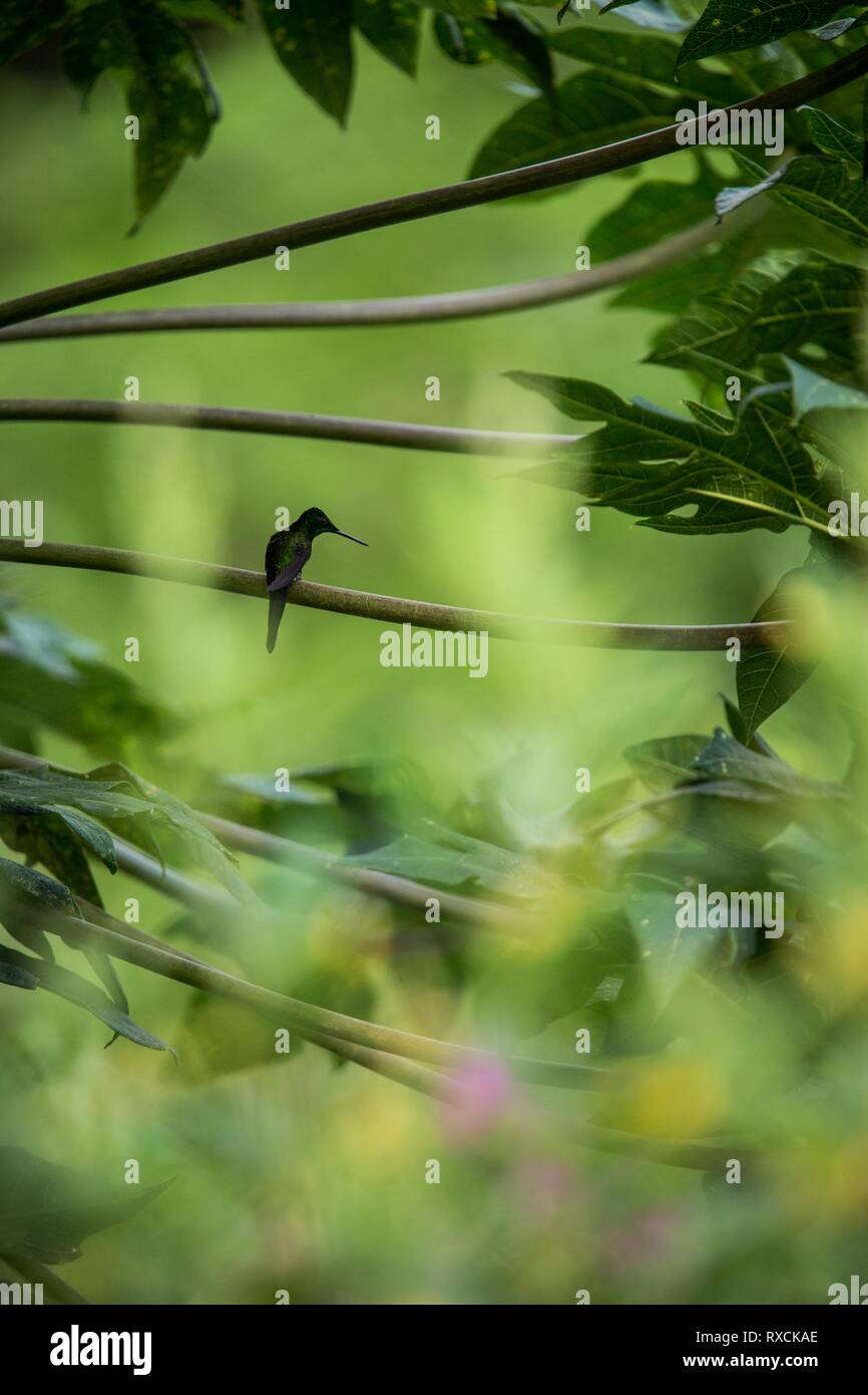 Hummingbird sitting on branch of tree, hummingbird from tropical ...