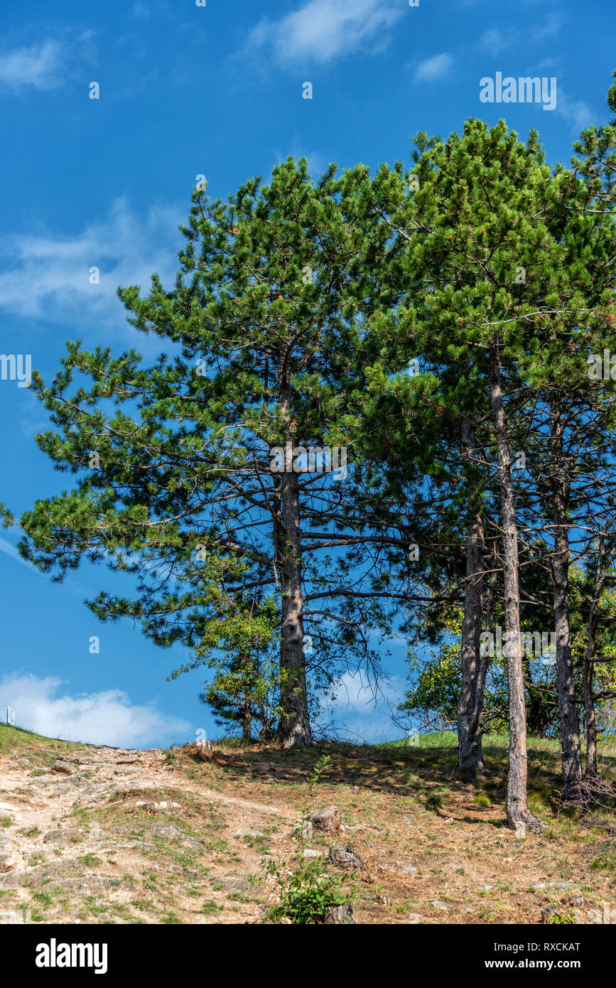 Pinus nigra austrian pine or black pine hi-res stock photography and ...