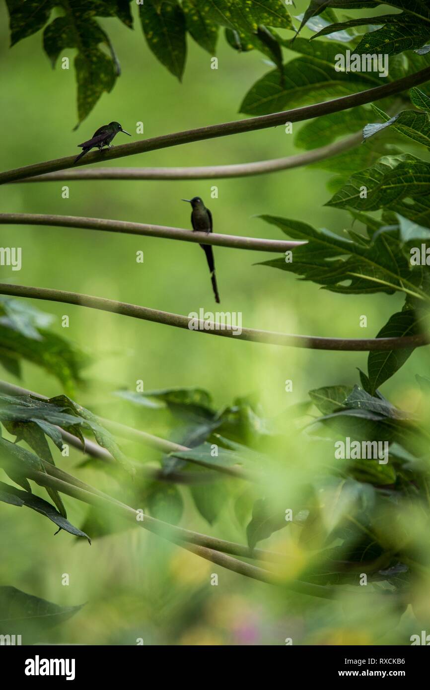 Hummingbirds sitting on branches of tree, hummingbird from tropical ...