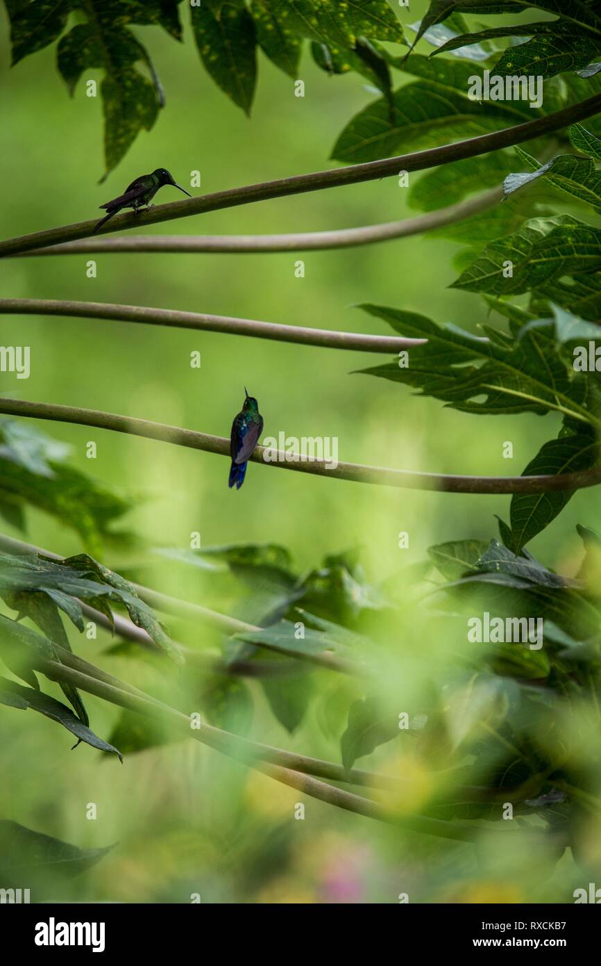 Hummingbirds sitting on branches of tree, hummingbird from tropical ...