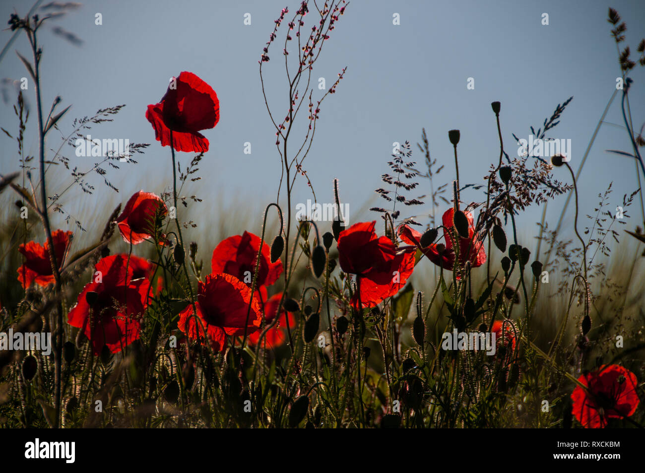 American legion poppy hi-res stock photography and images - Alamy