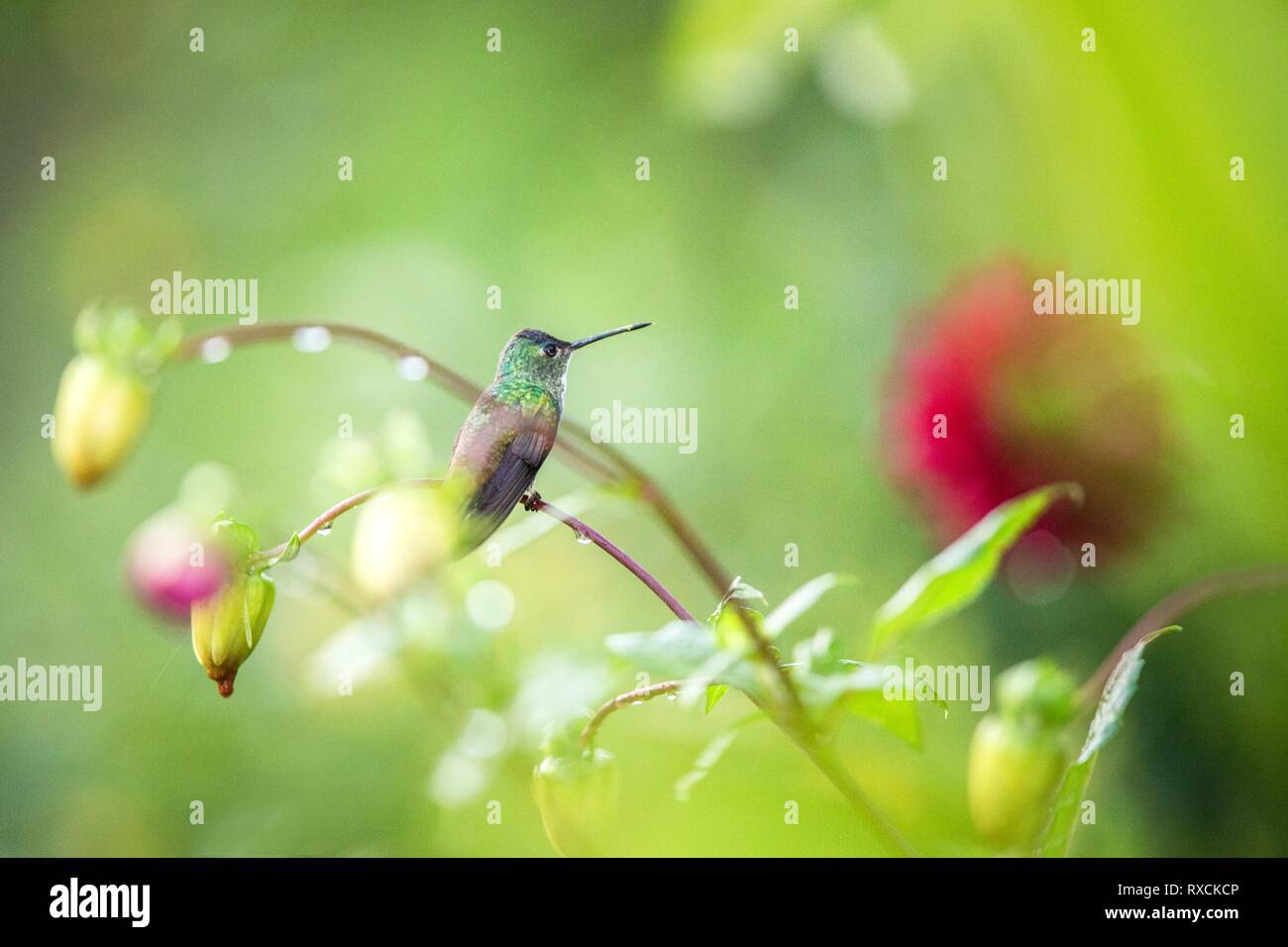 Hummingbird sitting on flower, bird from tropical rainforest,Peru,bird ...