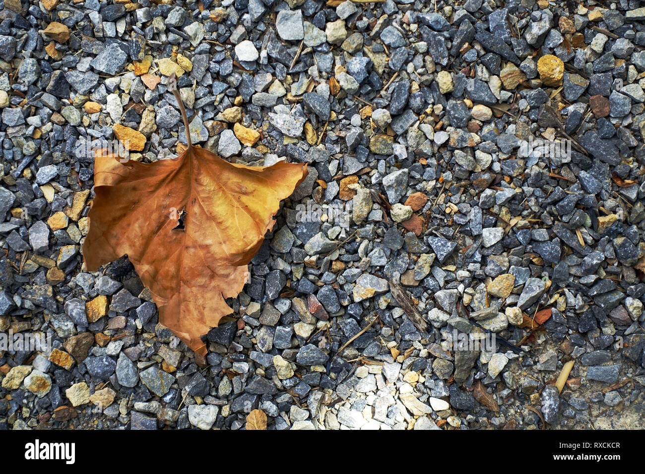 Autumn leaf on stone path Stock Photo - Alamy