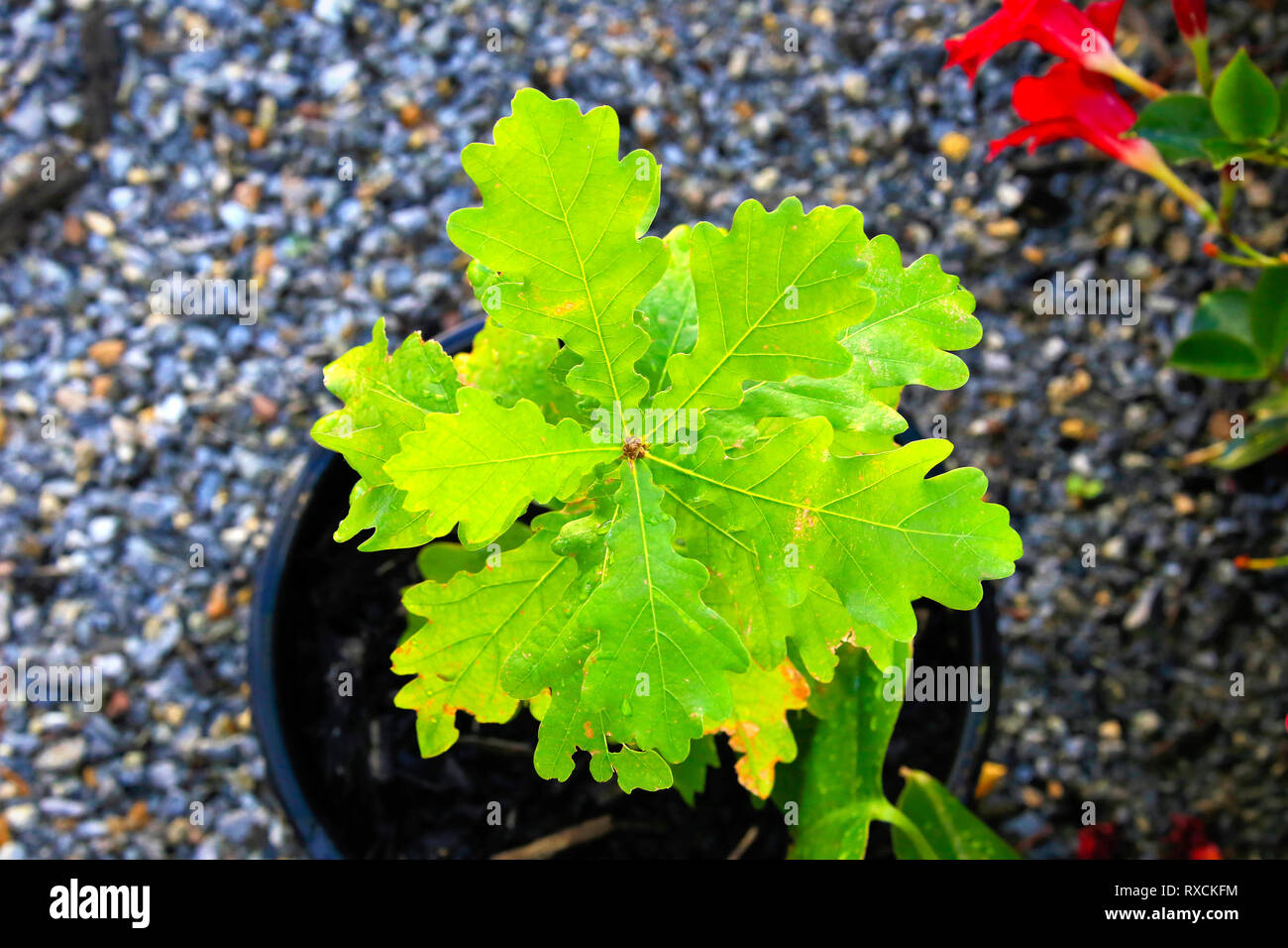 Immature oak tree hi-res stock photography and images - Alamy
