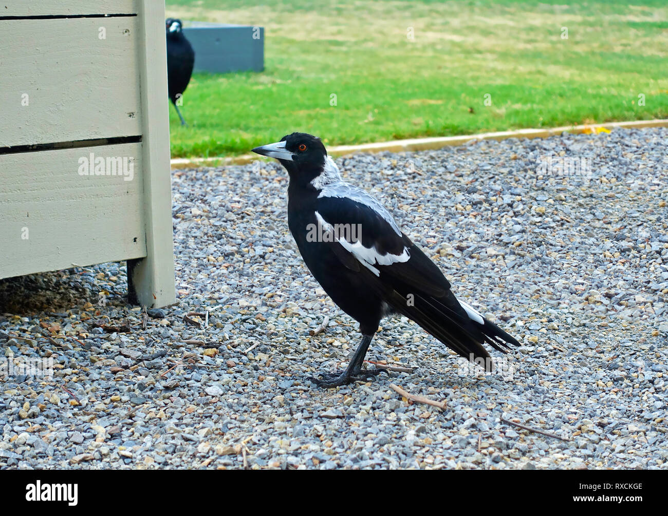Magpie requesting food in a suburban backyard. Victoria, Australia ...