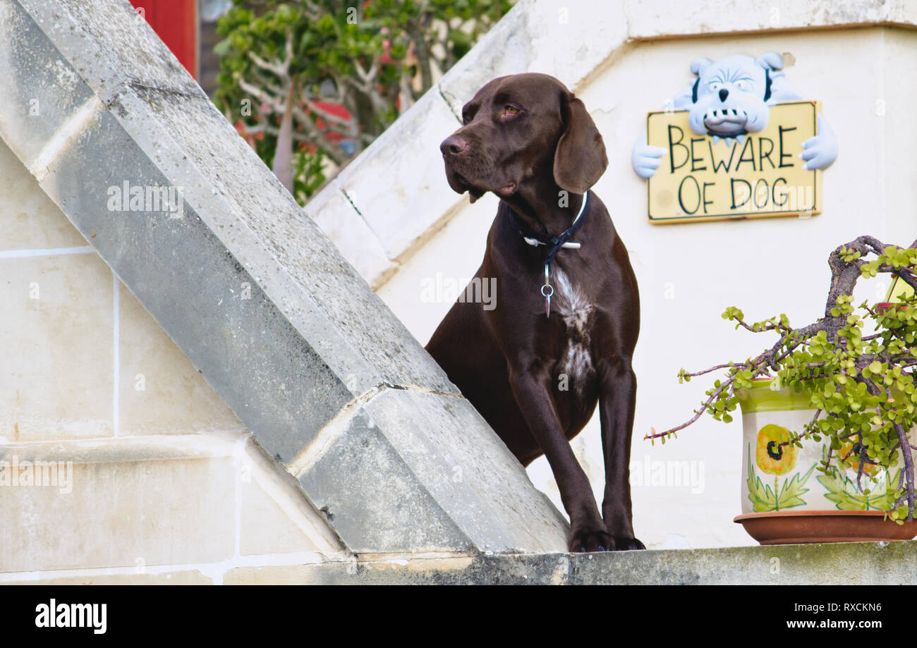 Chocolate labrador retriever dog guarding its owner's home with a ...