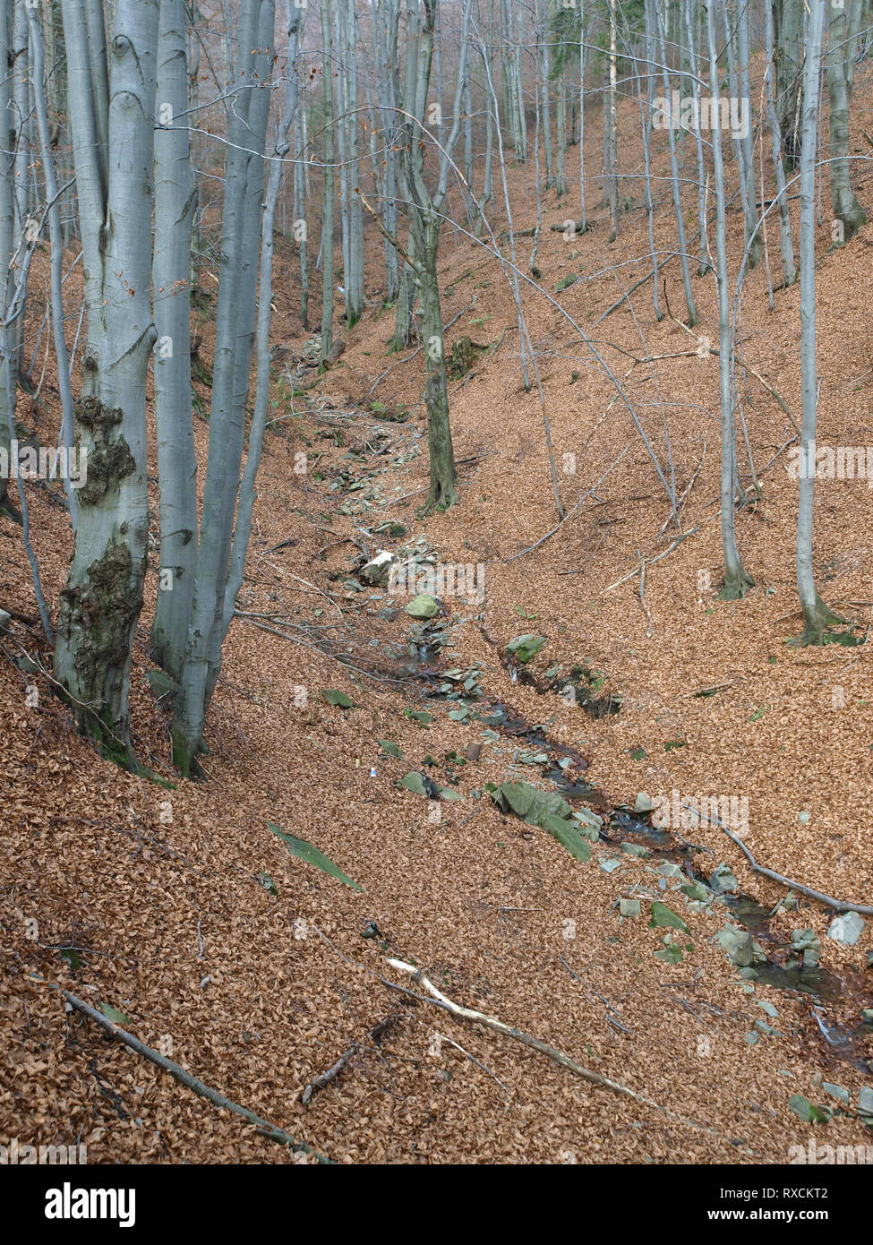 silver-beech tree trunks against the dry leaves Stock Photo - Alamy