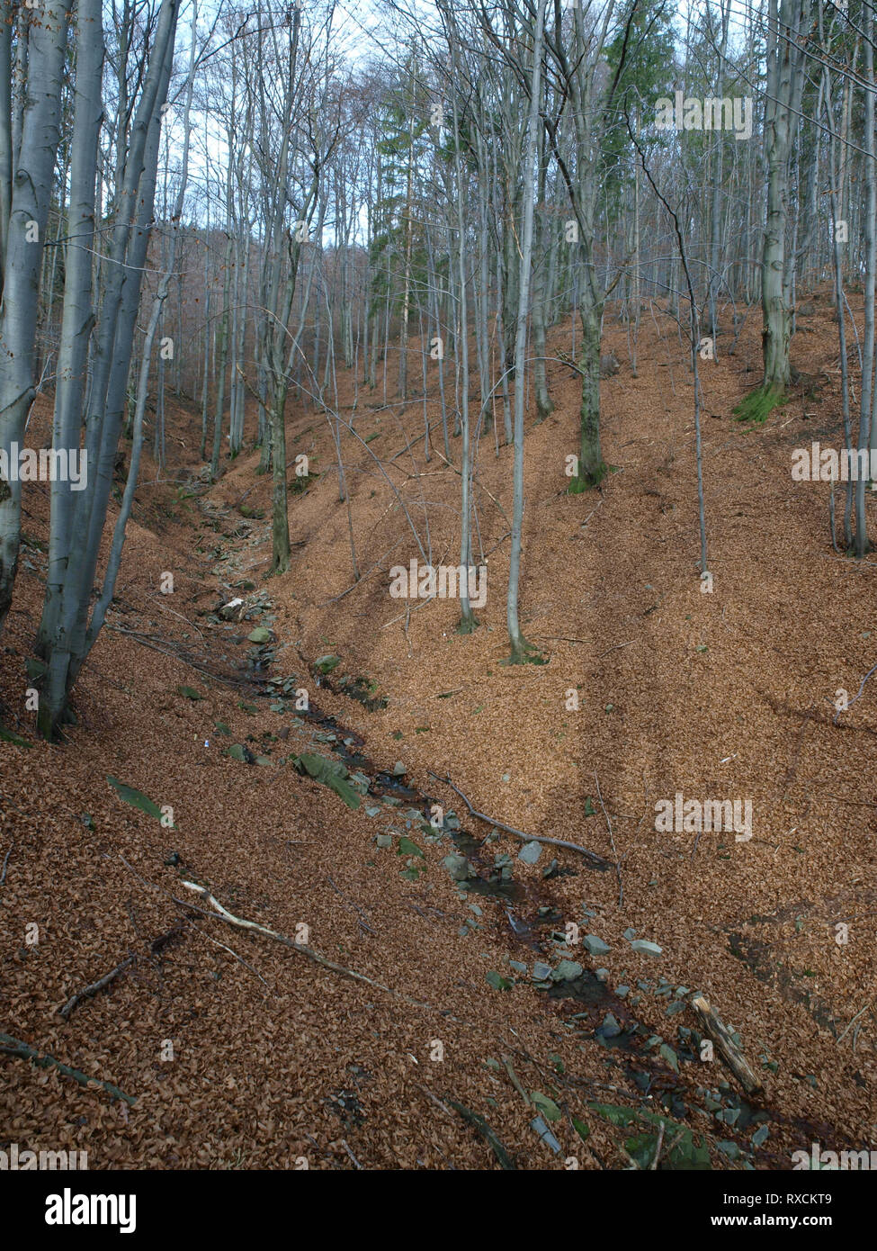 silver-beech tree trunks against the dry leaves Stock Photo - Alamy