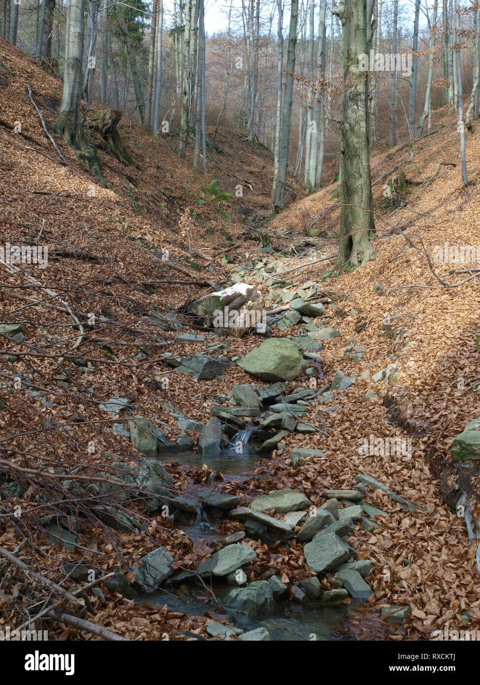 silver-beech tree trunks against the dry leaves Stock Photo - Alamy