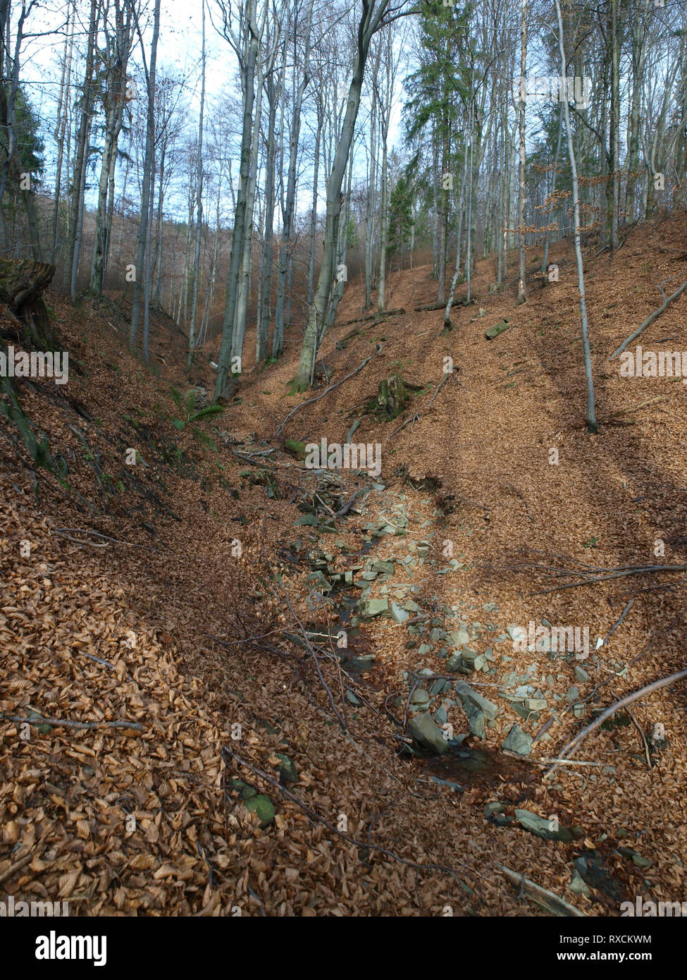 silver-beech tree trunks against the dry leaves Stock Photo - Alamy