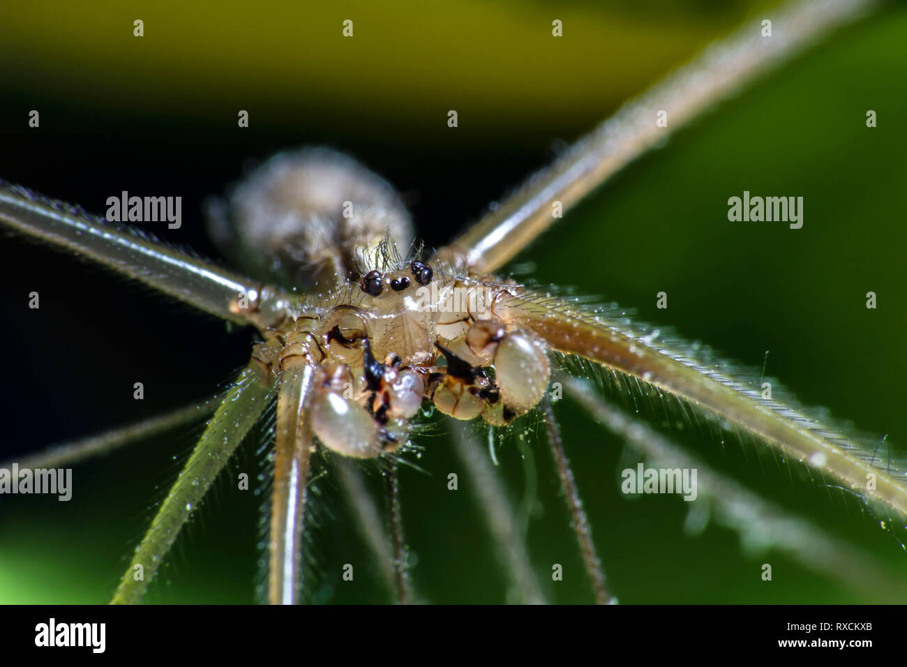 Spider macro photo, pholcus phalangioides on dark green background ...