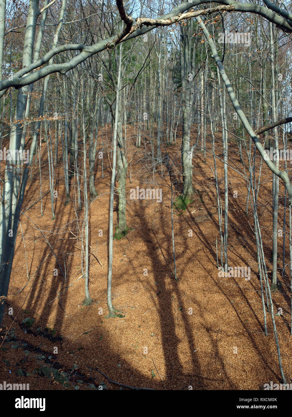 silver-beech tree trunks against the dry leaves Stock Photo - Alamy
