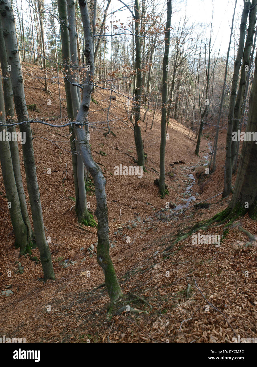 silver-beech tree trunks against the dry leaves Stock Photo - Alamy