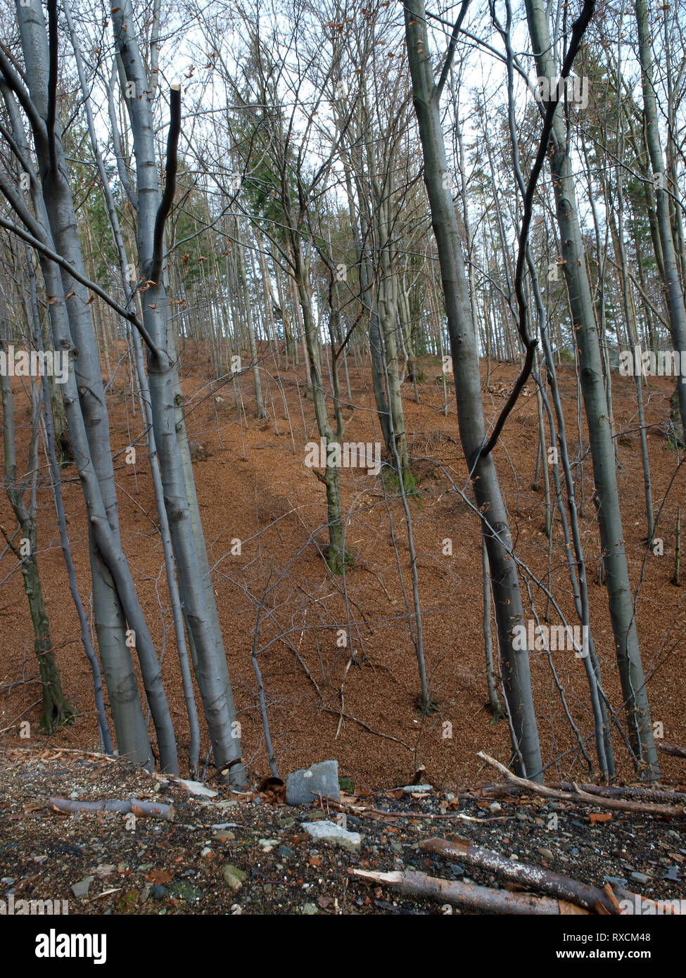 silver-beech tree trunks against the dry leaves Stock Photo - Alamy