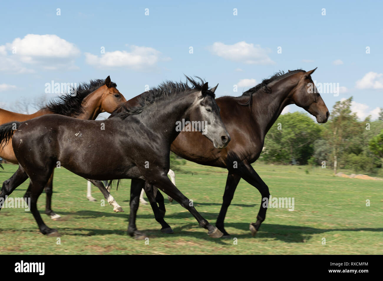 Free Images Of Horses Running