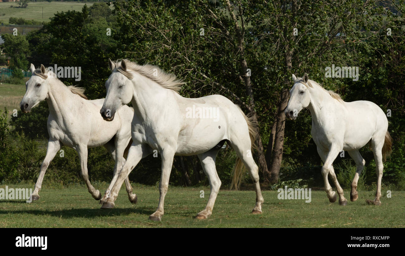 White horses running hi-res stock photography and images - Alamy