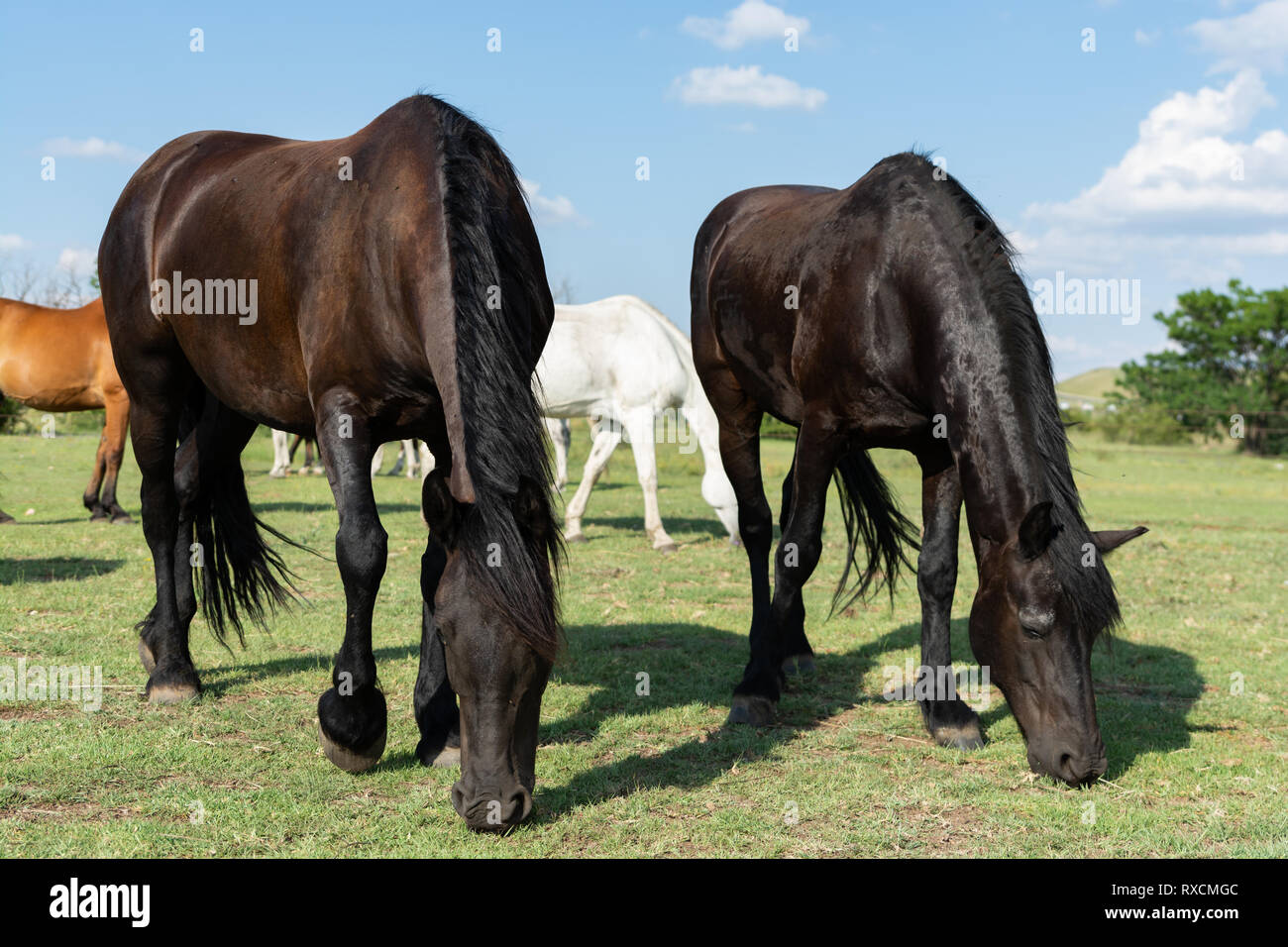 Horse and mule together hi-res stock photography and images - Alamy