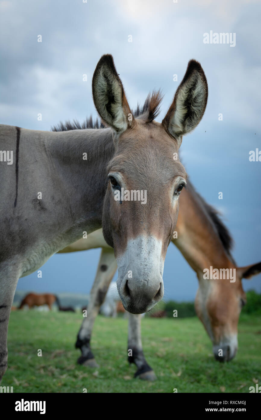 Photobomb High Resolution Stock Photography and Images - Alamy