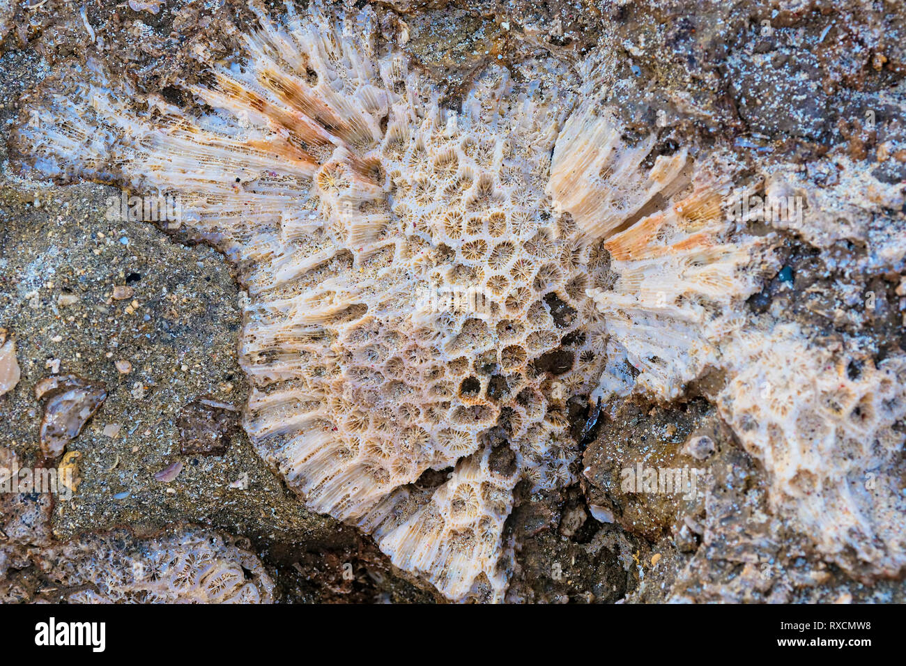 Coral skeleton hi-res stock photography and images - Alamy