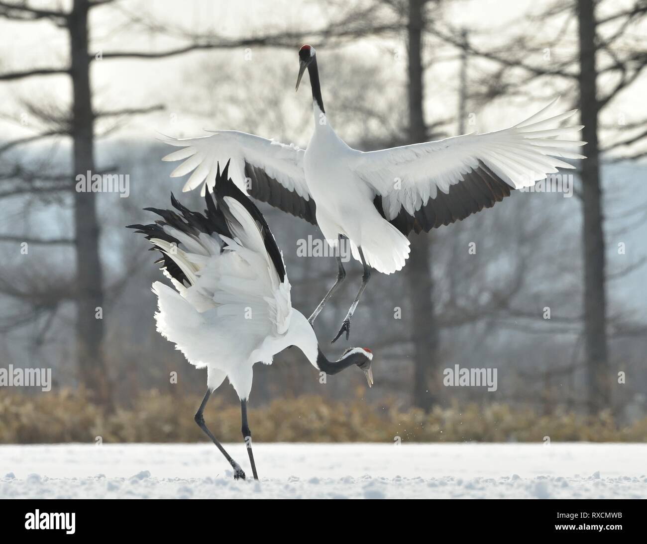Dancing Cranes. The ritual marriage dance of cranes. The red-crowned ...