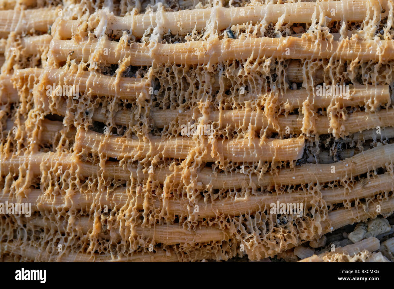 Close up of a bleached tubular shaped skeleton of a dead marine coral ...