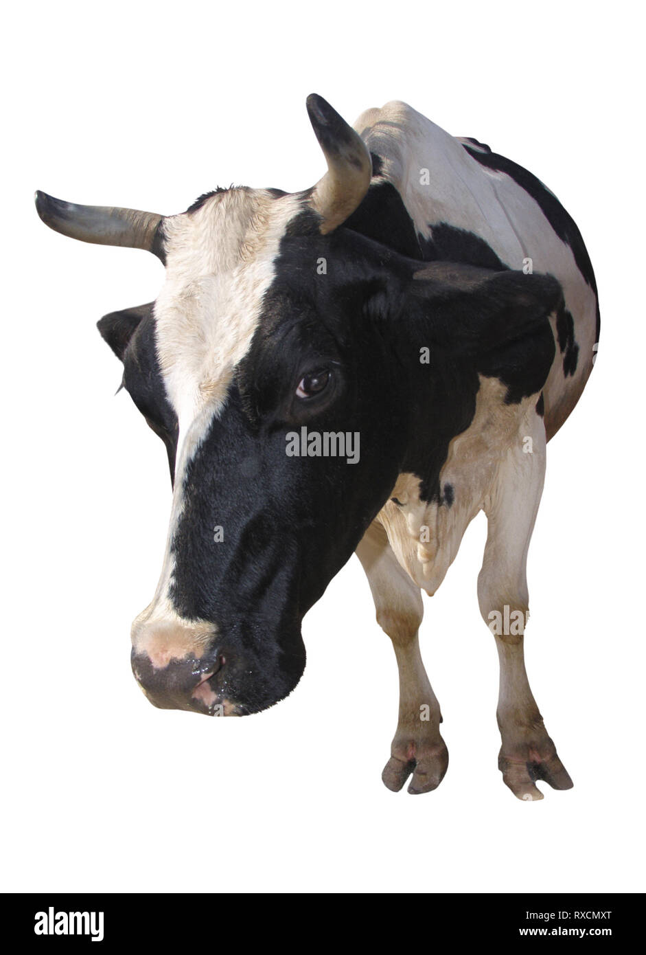 Farm Animals - Holstein Cow isolated on white background Stock Photo ...