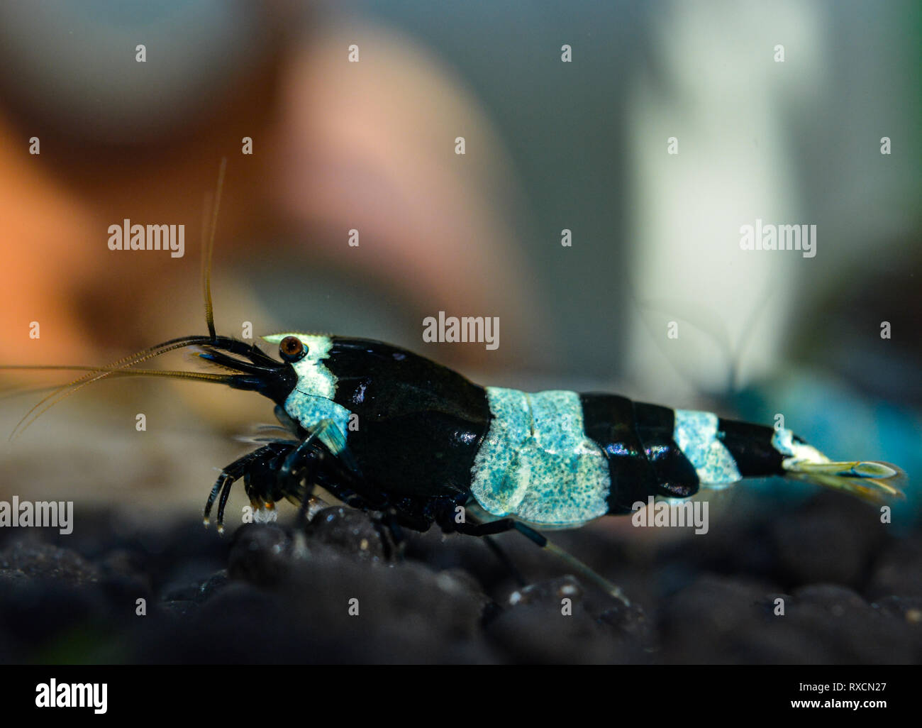 Rock shrimp underwater hi-res stock photography and images - Alamy