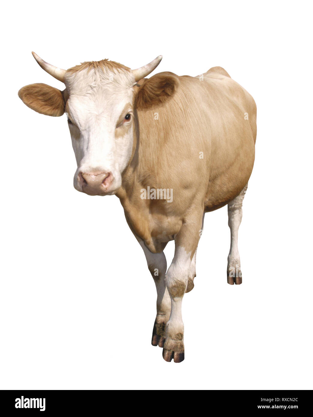 Farm Animals - Cow isolated on white background Stock Photo - Alamy