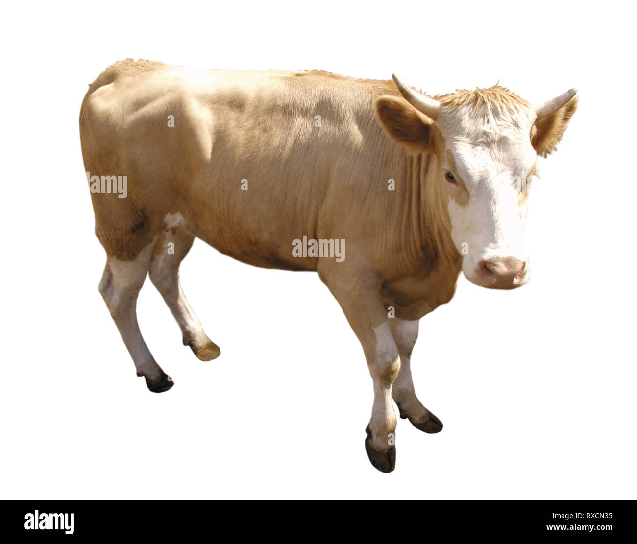 Farm Animals - Cow isolated on white background Stock Photo - Alamy