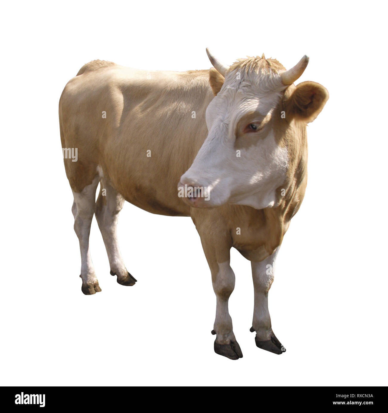 Farm Animals - Cow isolated on white background Stock Photo - Alamy