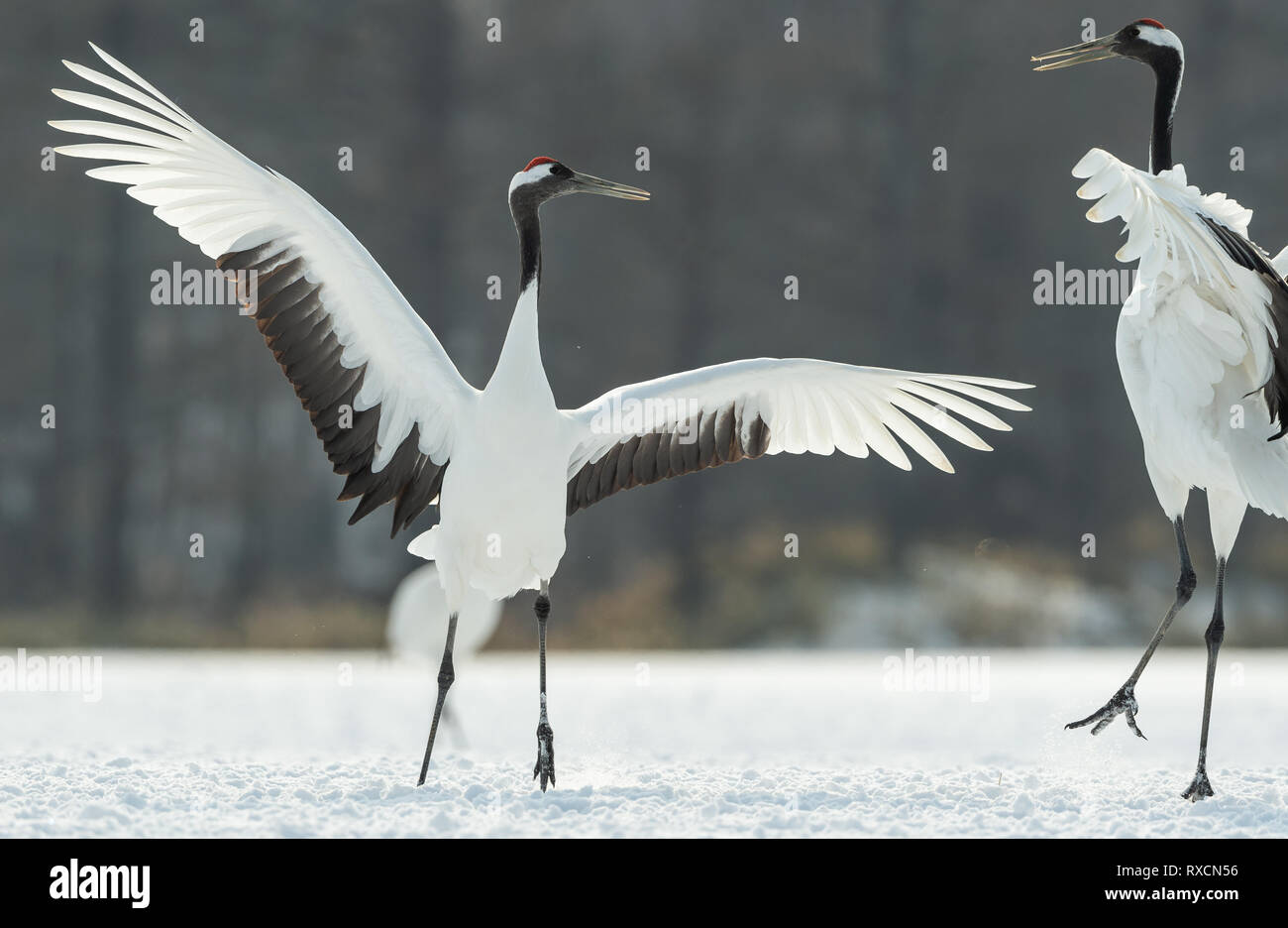 Dancing Cranes. The ritual marriage dance of cranes. The red-crowned ...