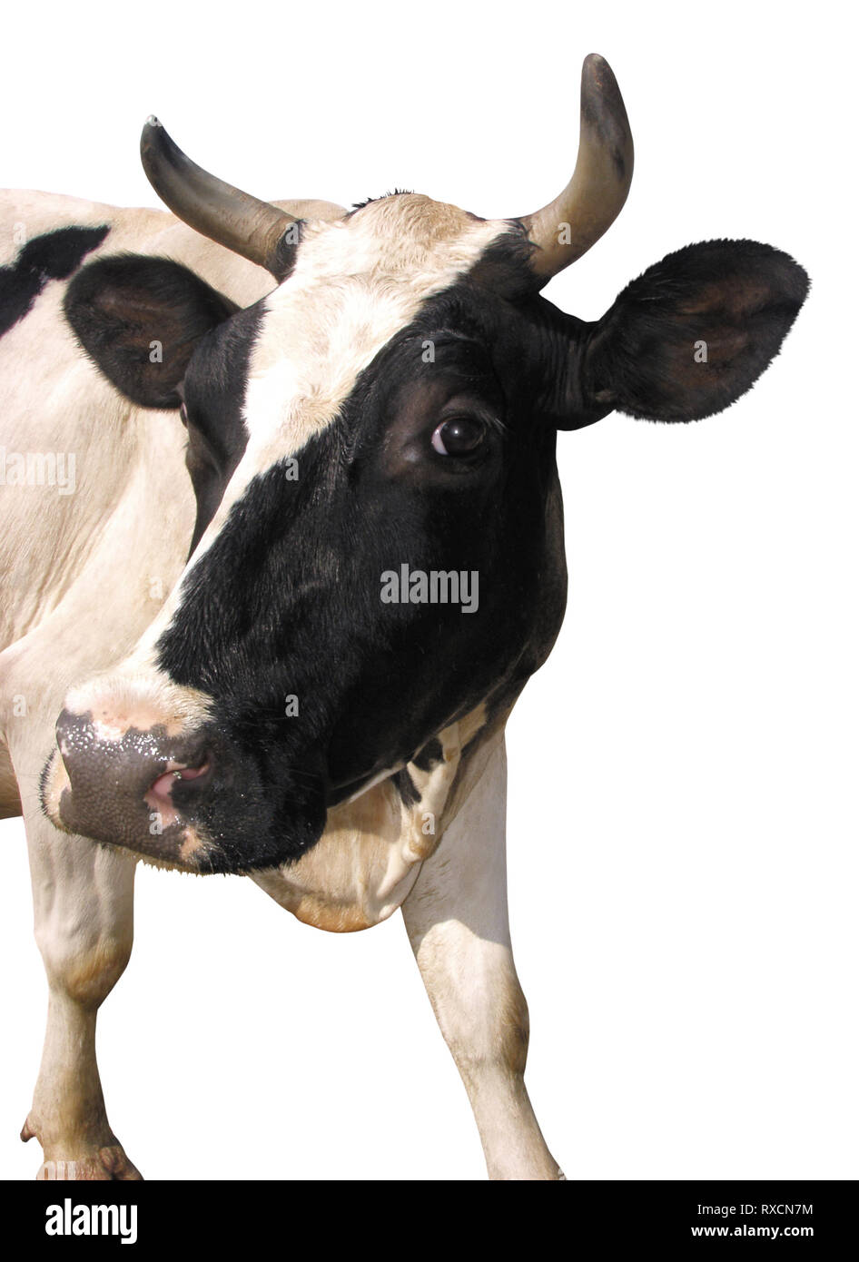 Farm Animals - Holstein Cow isolated on white background Stock Photo ...